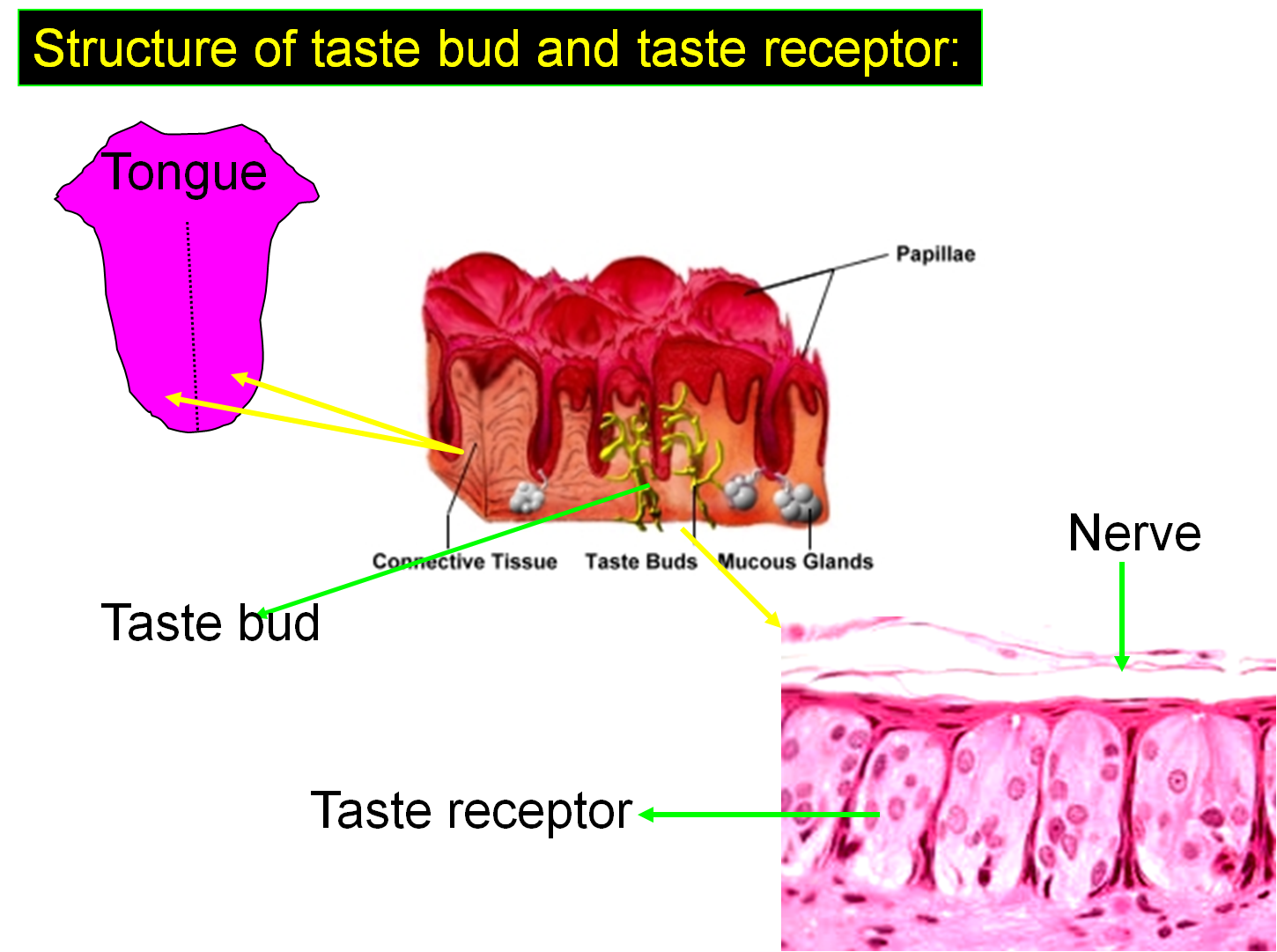 1.5 SENSES OF TASTES | MScienceBuzz