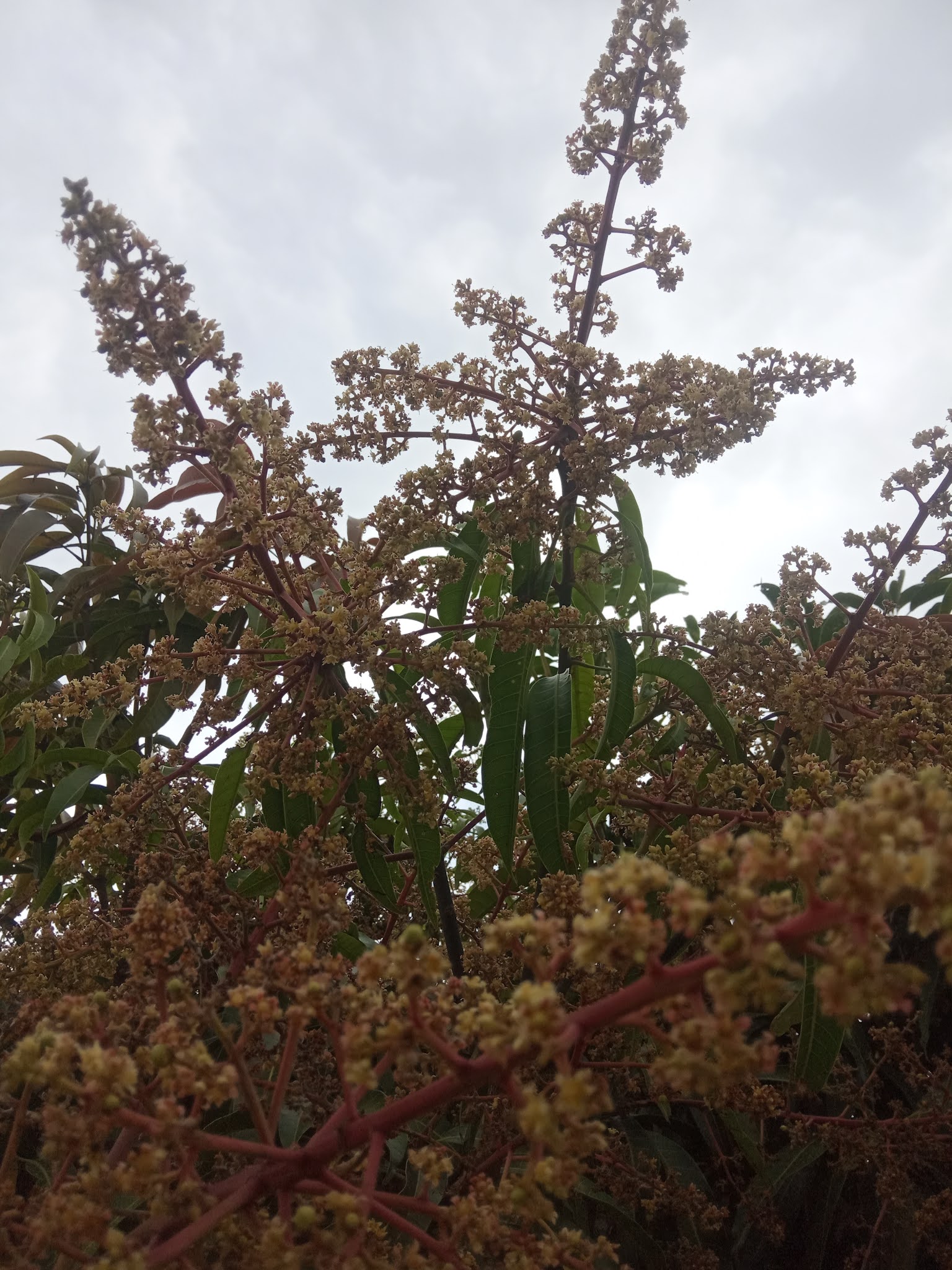 Cultivation of Mango - Horticulture JRF