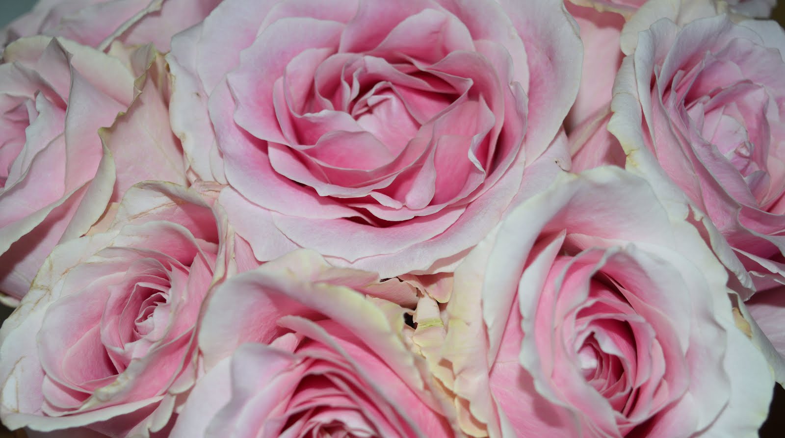 NEW: Artistry - Flora Chic Eau de Parfum | CURVES IN COLORS