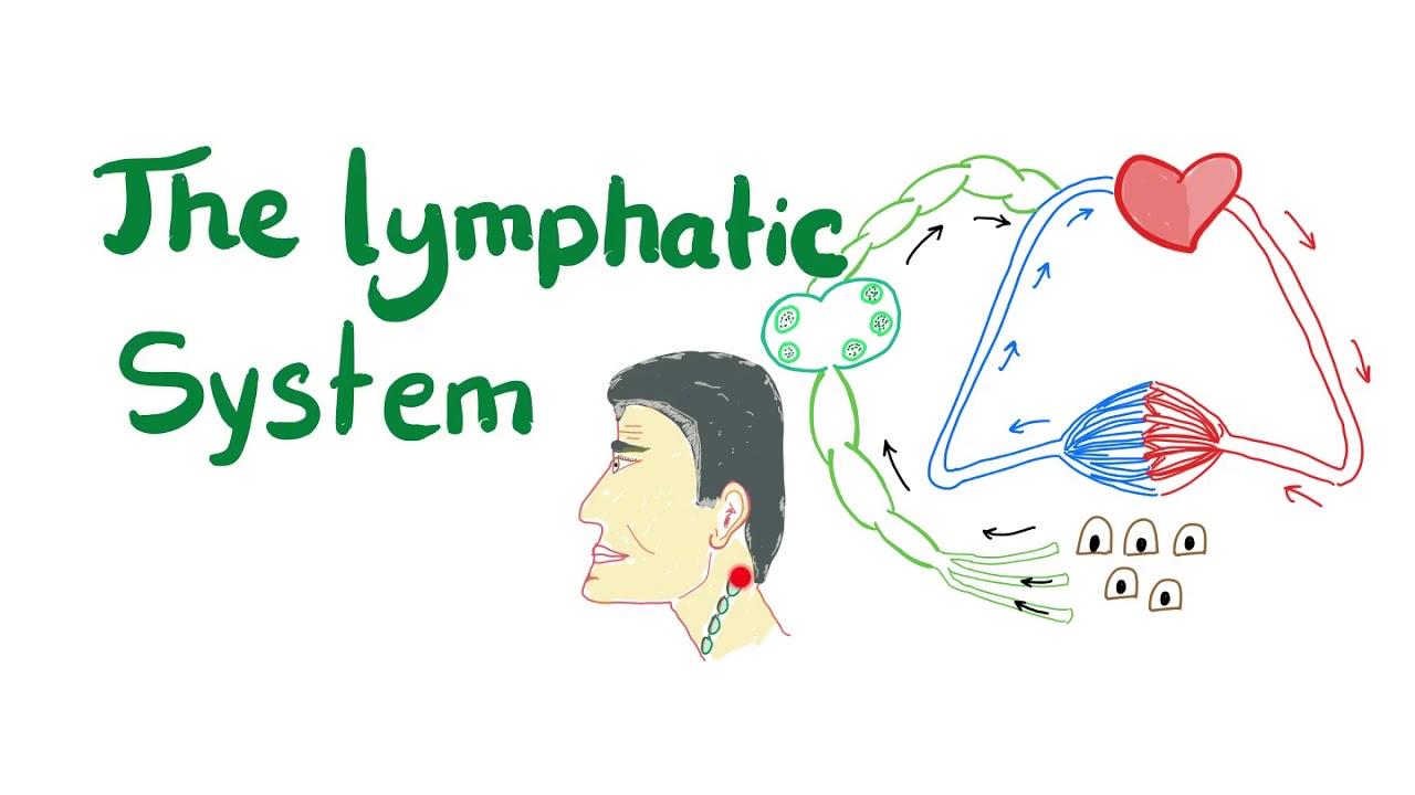 Lymphatic System, Its Structure and Function - Your Learning Point