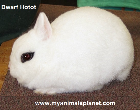 Fancy Rabbit Dwarf-Hotot Breed History - animal planet