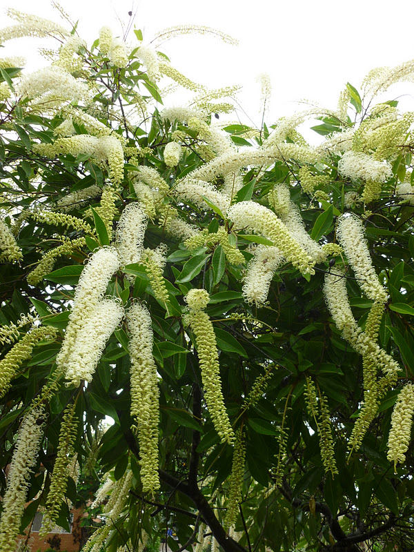 Onslow and Miss B: Rainy weather