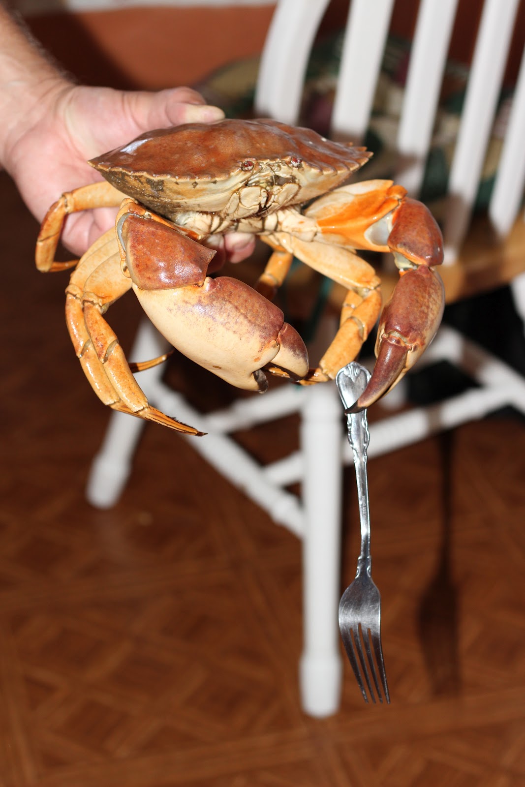 Rock Crab Cooked