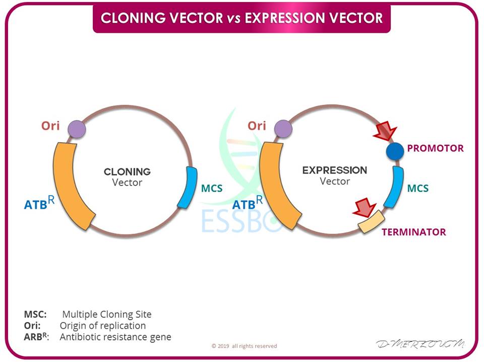 Η Βιολογία στο Γενικό Λύκειο: Cloning - Expression vectors