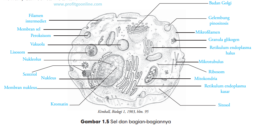 Struktur dan Fungsi Sel bag.1 | BIOLOGI