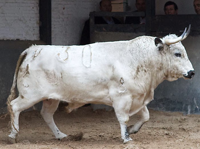 Mucho Más Que Toros: Toro ensabanado
