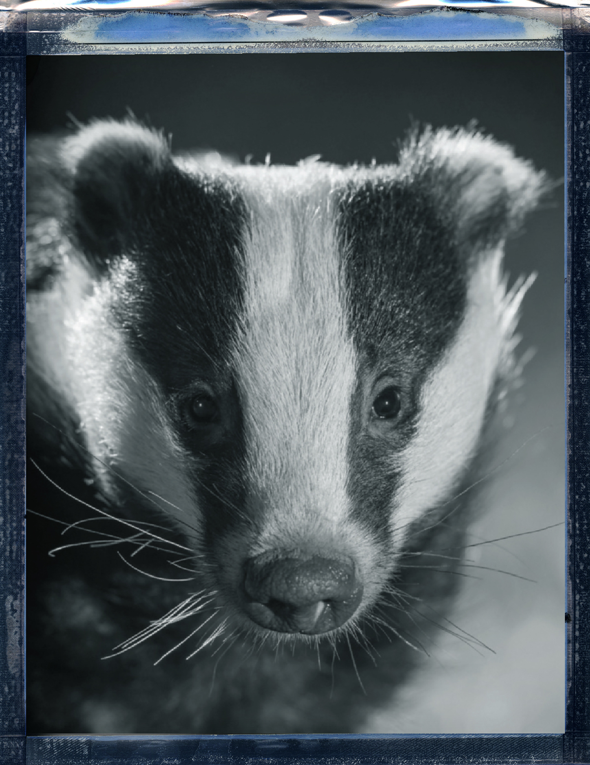 le Regnum de Ursus-Melinae et Cie: UN FLAIRE HORS PAIRE