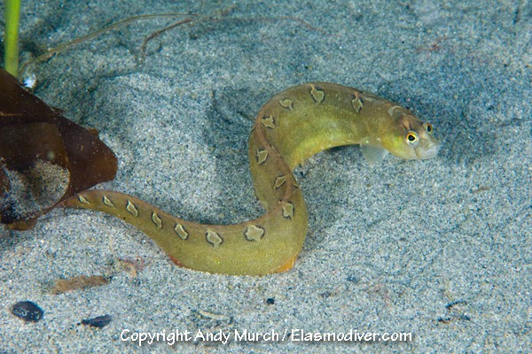 Biologi: BENTUK TUBUH IKAN