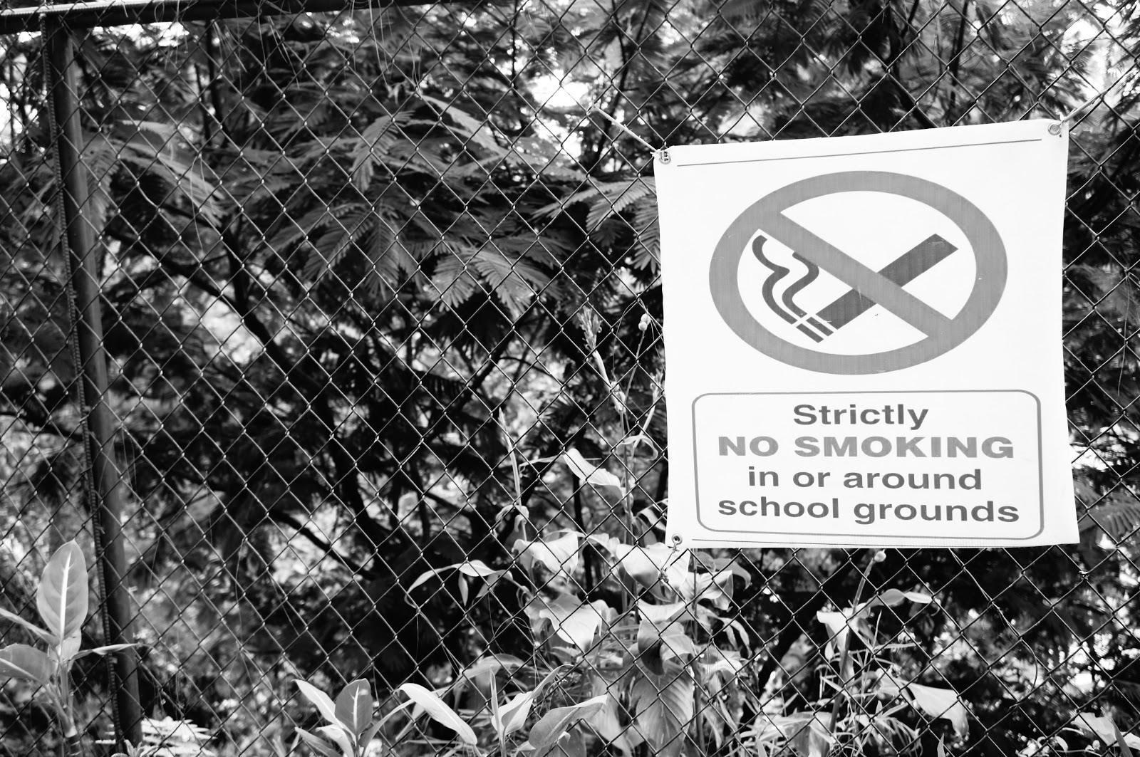 No Smoking sign in school grounds sign free picture for commercial use