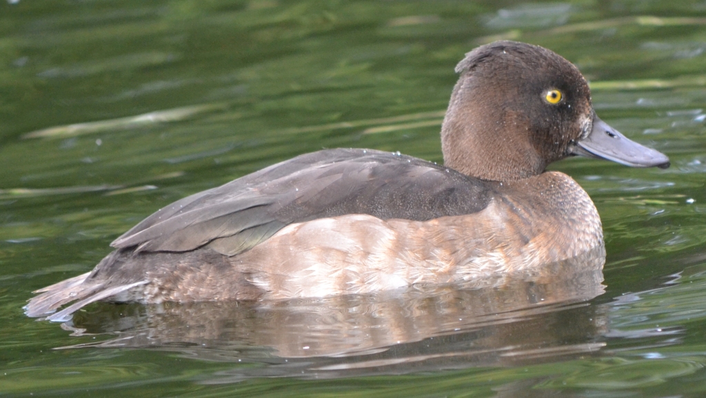 Bird of the Day: Tufted Duck
