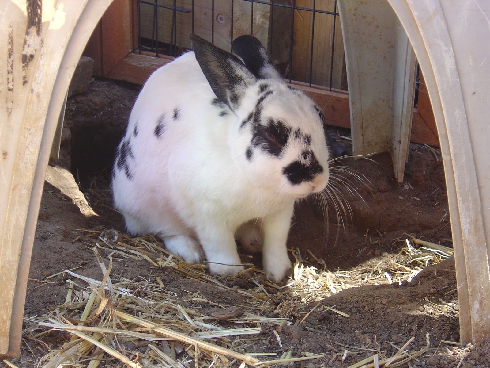 Fairy Castle Farm: Bunny Care and Rare Old English Spot/Butterfly Bunnies
