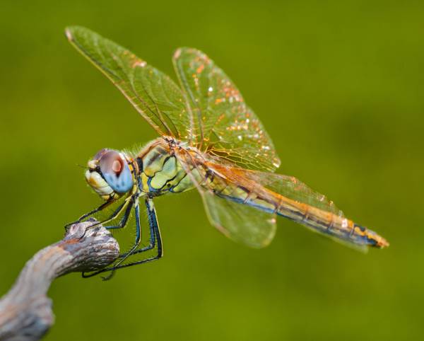 CE: SIMBOLISMO DA LIBÉLULA