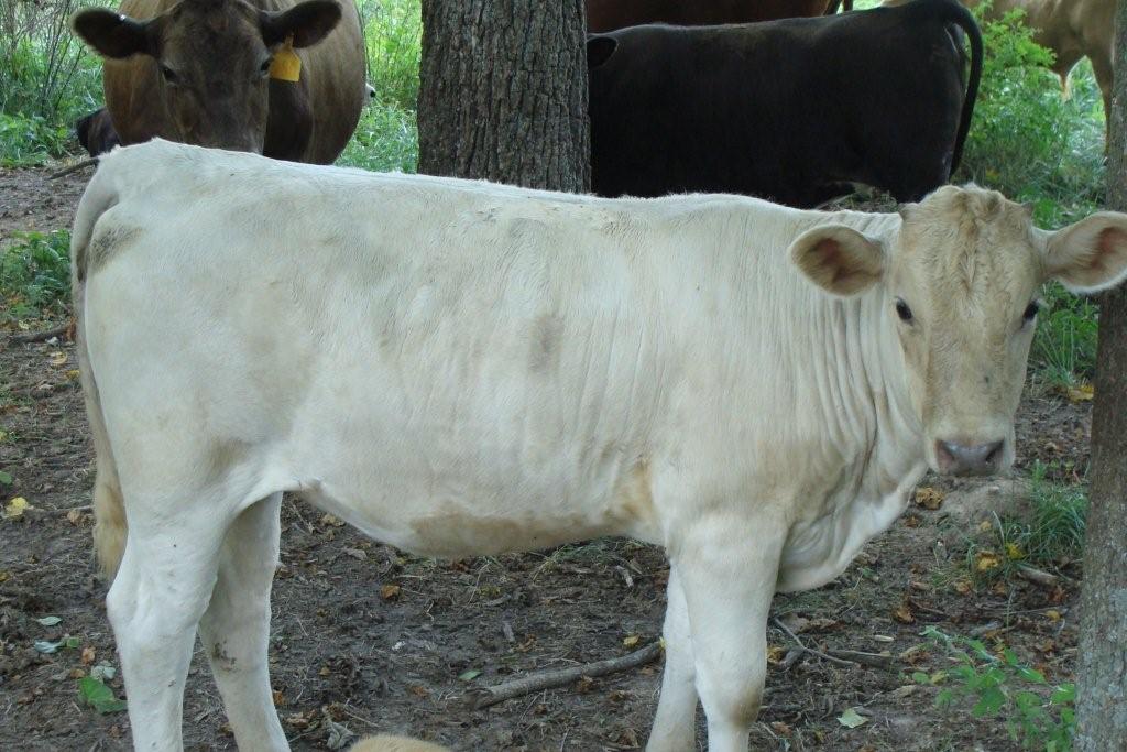 Ussery Beefalo: New Calves