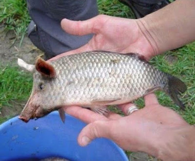 Real Monstrosities: What's up with all these pigfish?