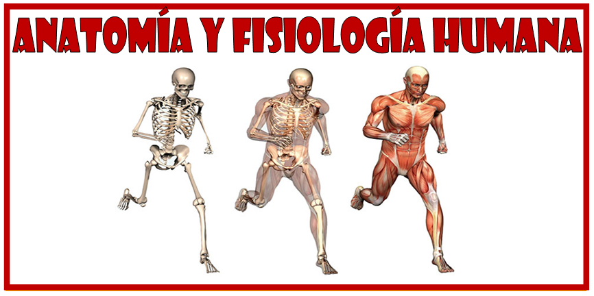 Fisiologia Humana