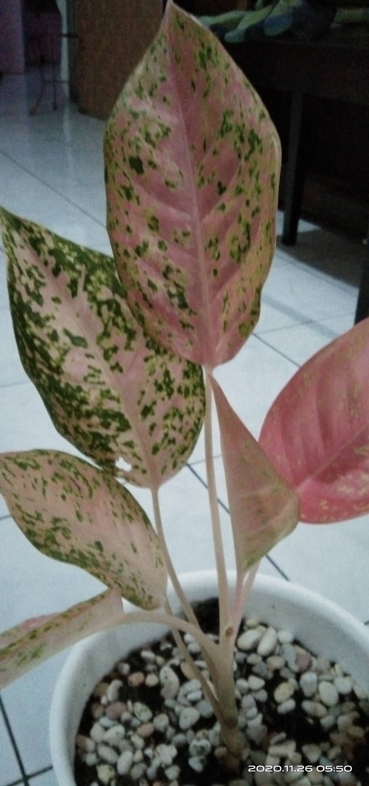 Tanaman Hias yang Sedang Tren | Cerita Ida