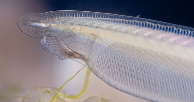 amphioxus diagram | amphioxus classification