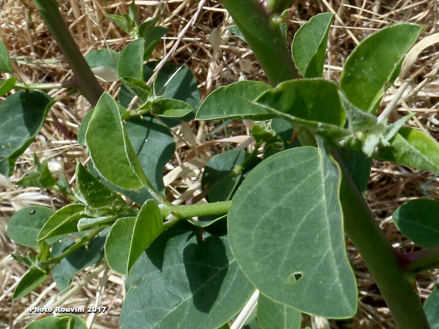 ΡΟΔΟΣυλλέκτης: Κάππαρις η ακανθώδης: Ο καρπός του βράχου!!! (Όλα για ...