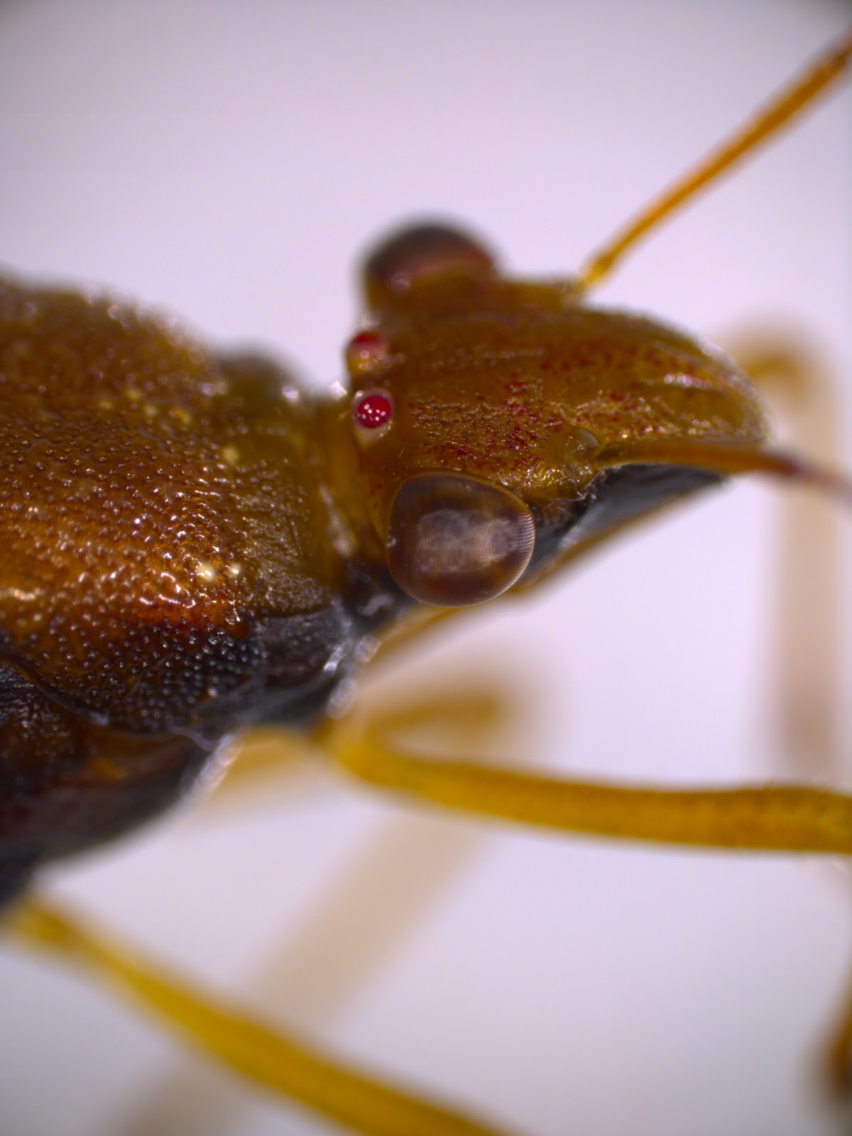 Scanning Electron Microscope Blog: A close look at a true bug