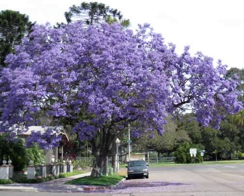 jacaranda: Jacaranda