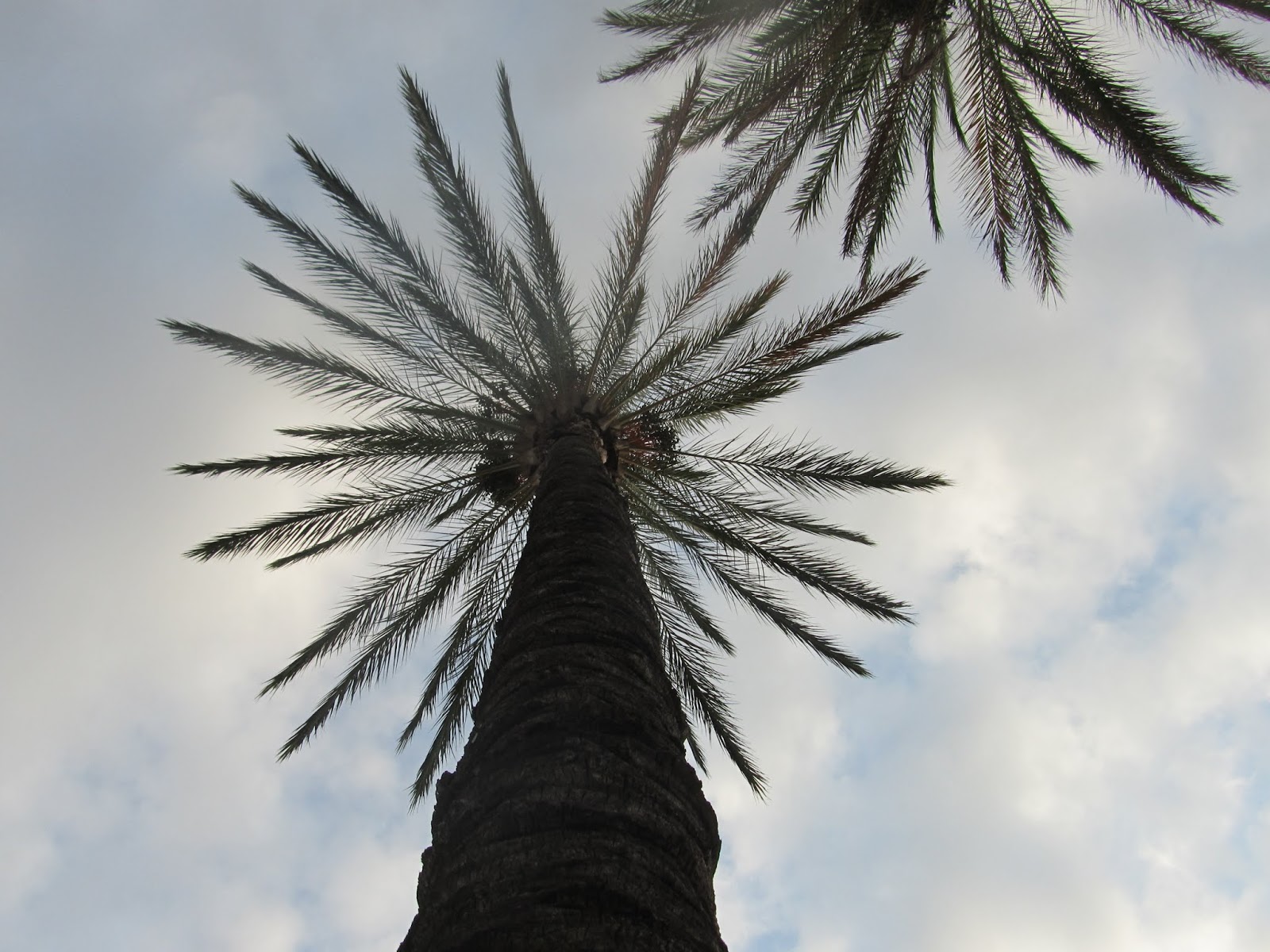 Palma da Dattero (Phoenix dactylifera) - Coltivazione in Italia | Il ...