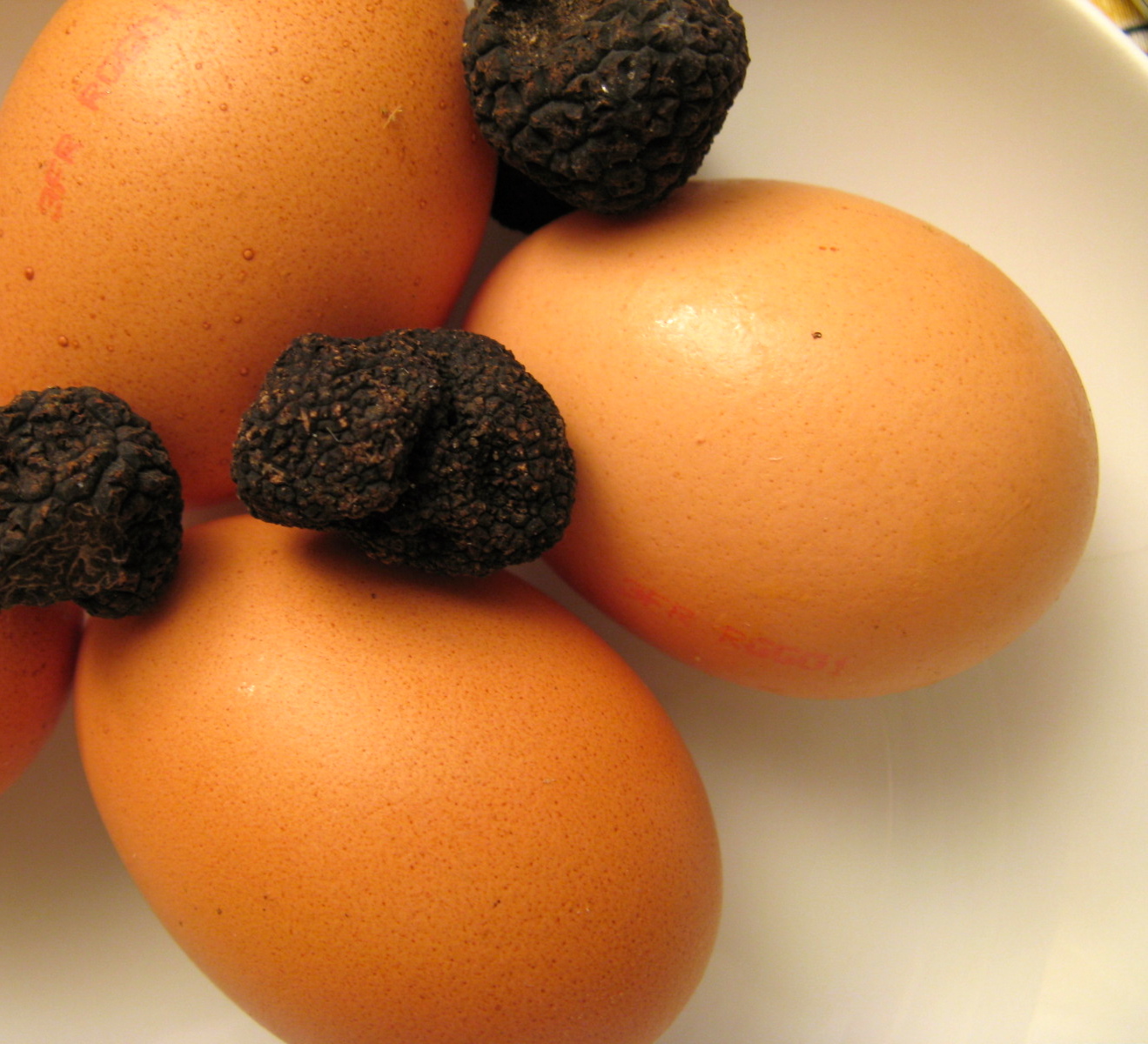 le sacristain: au pays des truffes... les vraies!