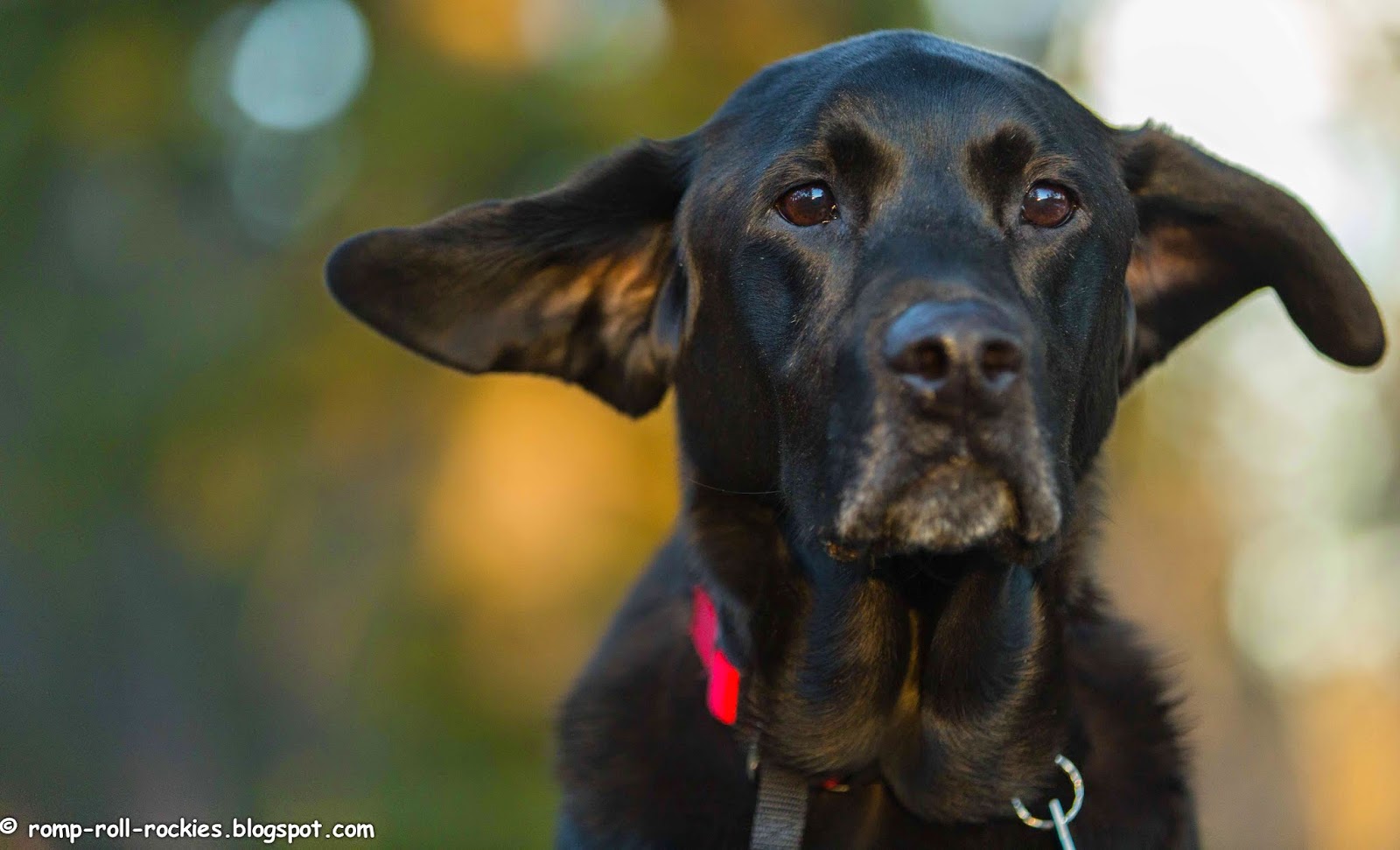 Romping and Rolling in the Rockies: Pitfalls of an intense dog with ...