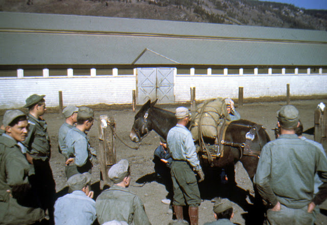 World War II in Color: Mule School at Camp Hale Colorado