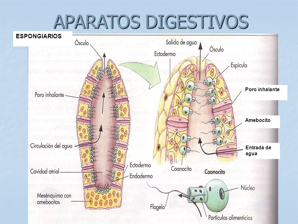 ESPACIO ACADEMICO: SISTEMA DIGESTIVO DE ANIMALES VERTEBRADOS E ...