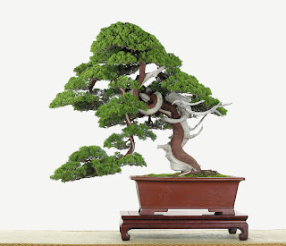 Kintall: TAIWAN BONSAI JUNIPERUS