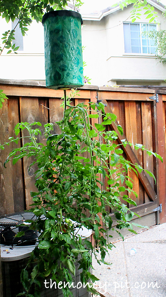 Total tomato production: 11 Tomatoes