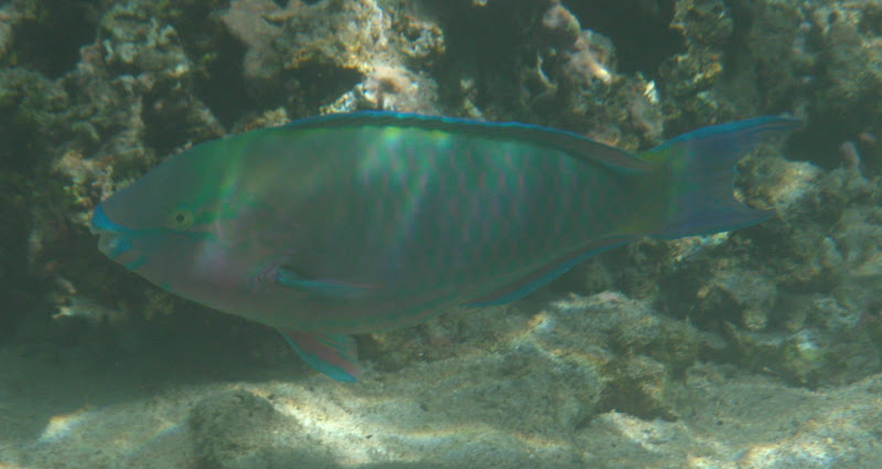 Lagons de la Réunion et ses poissons tropicaux: 2012 07 07 Lagon St leu