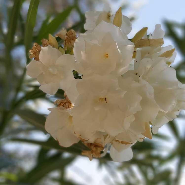 Benim Sözlüğüm: Reyhan'ın Çiçekleri