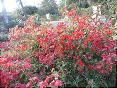 CRONICAS DE CUCUTA: 1351.- FLORES DE CUCUTA