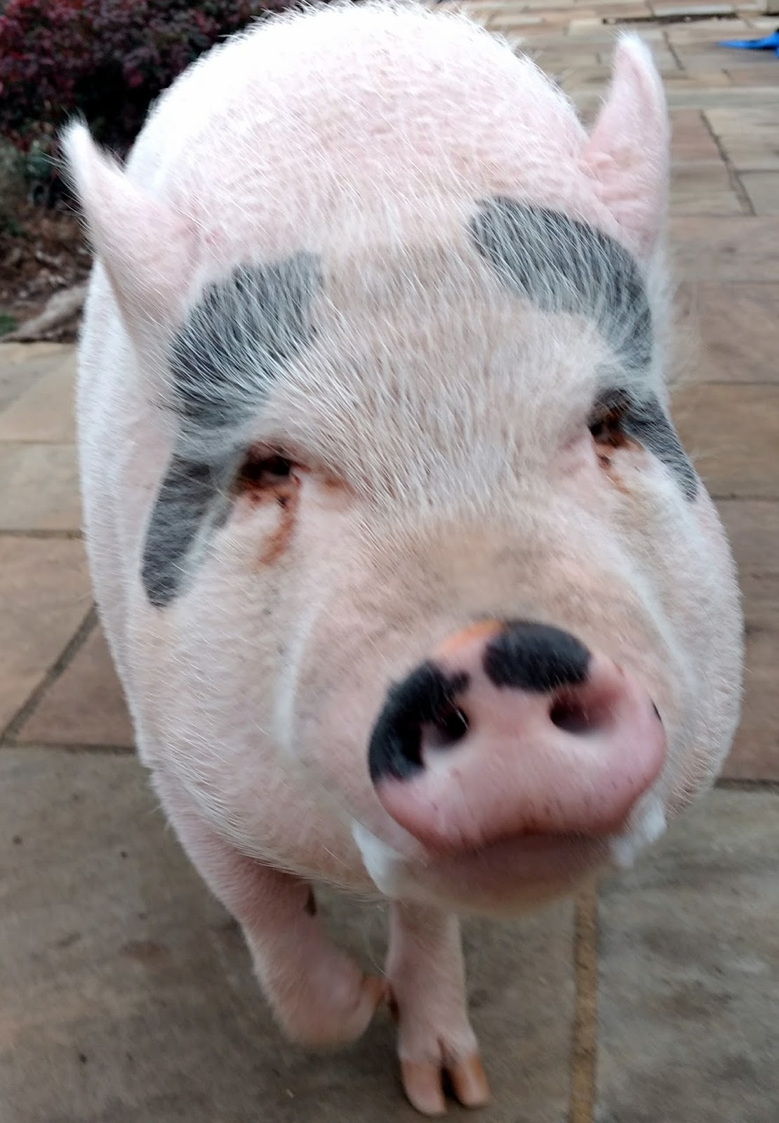 A Day in the Life of a Zookeeper: The Return of Piggers