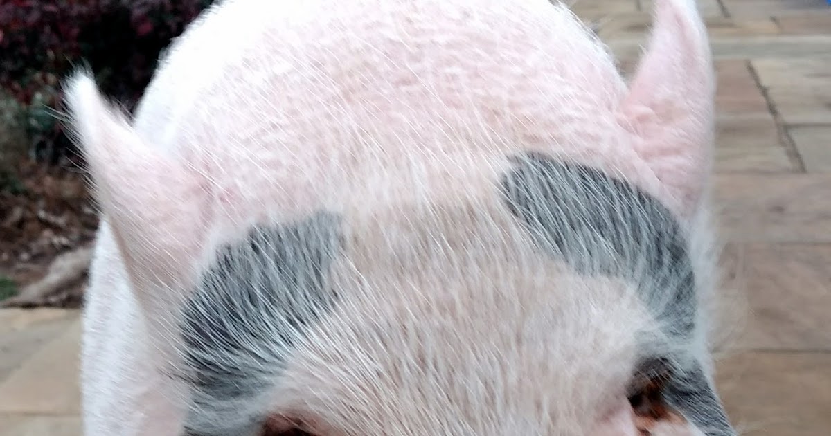 A Day in the Life of a Zookeeper: The Return of Piggers