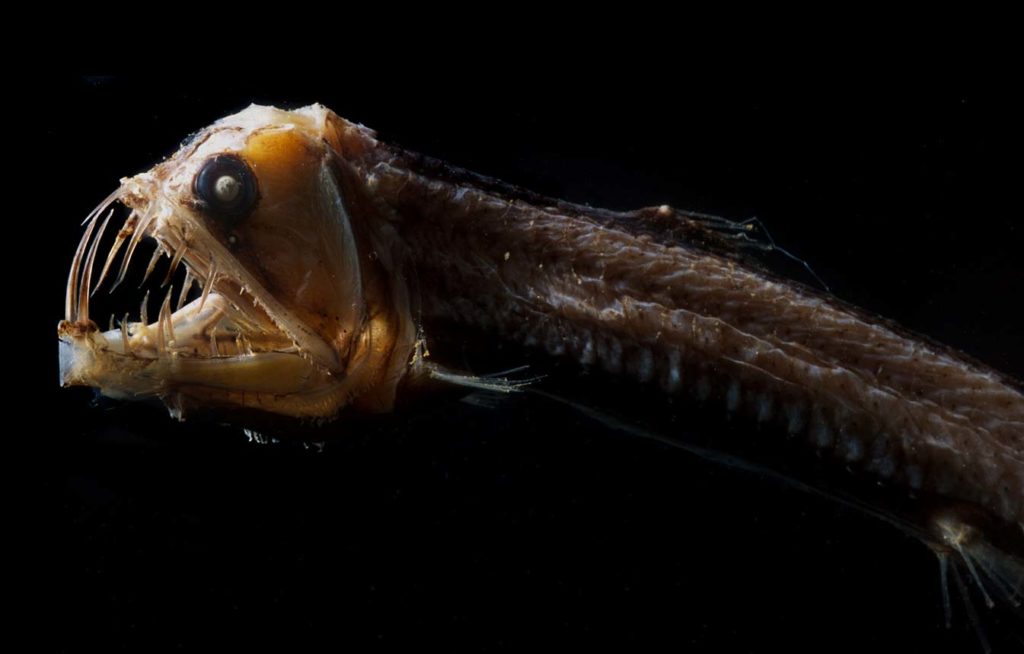 George Sranko - Speaker