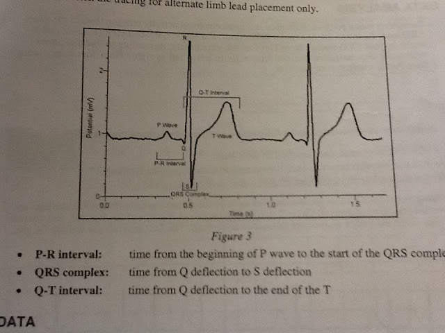 Sierra's Anatomy Blog