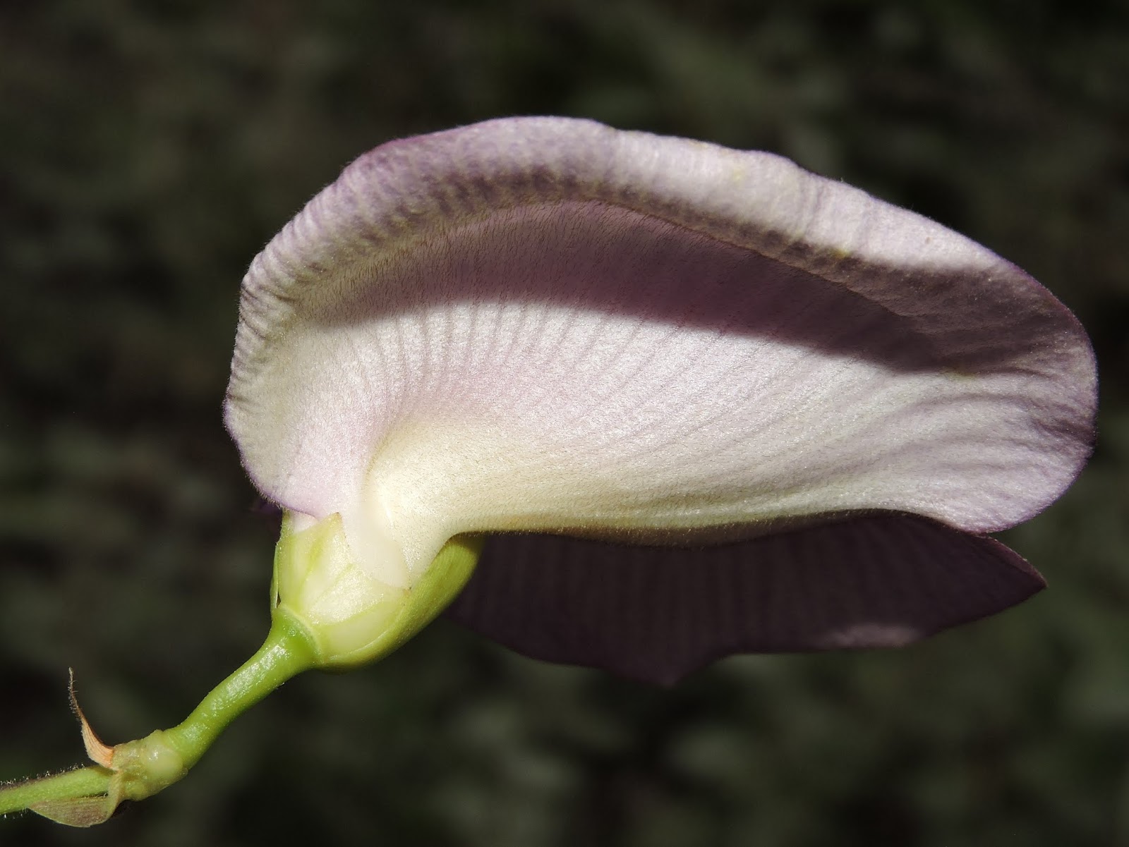 Fabaceae - Leguminosae no Brasil: Papilionoideae