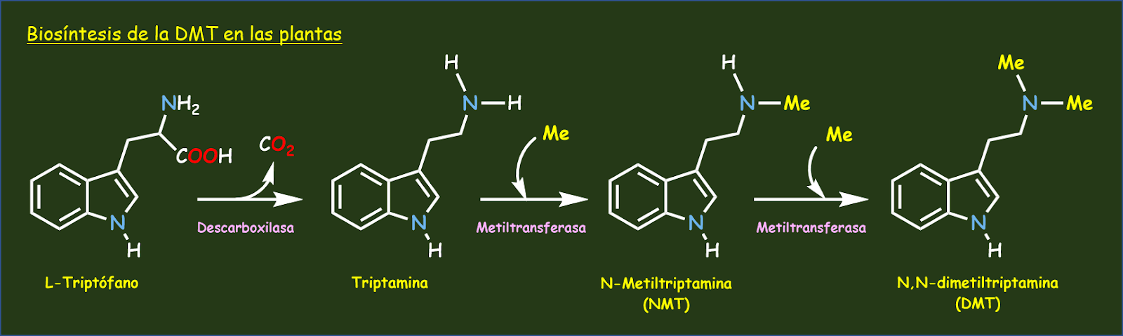 UBUScientia: Quién es quién en la asombrosa familia de las triptaminas