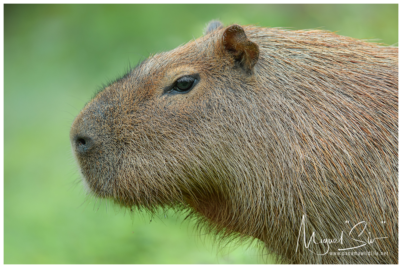 Featured species: Lesser Capybara (Hydrochoerus isthmius)