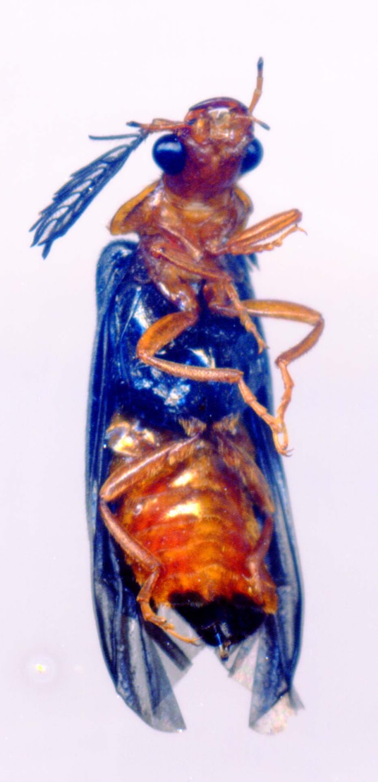 虫頭: 鉄道虫 (Phengodes sp.) Glowworm Beetle