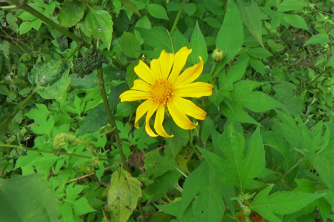 Mexican sunflower (Tithonia diversifolia)
