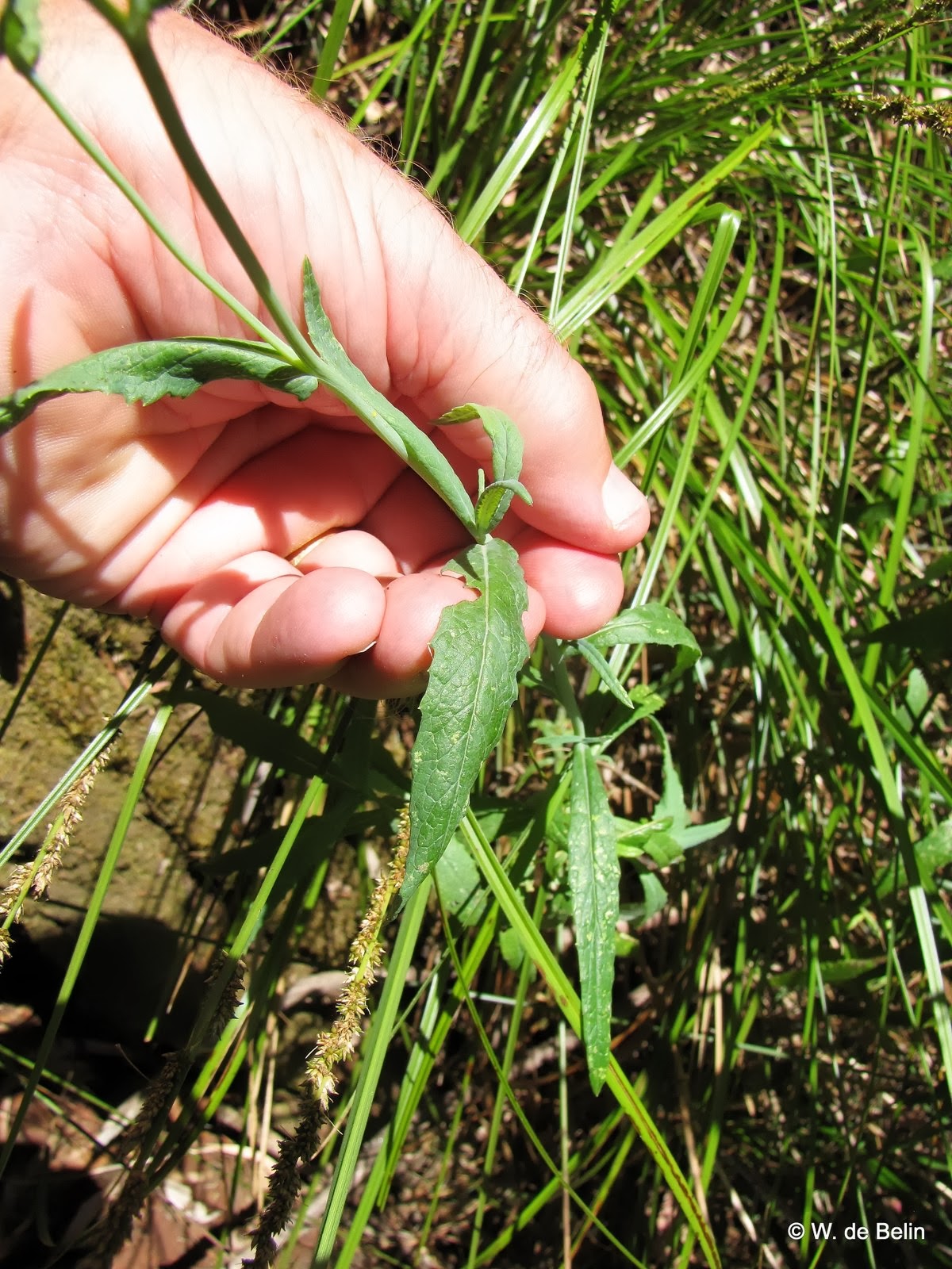 Sydney's Wildflowers and Native Plants: Senecio linearifolius ...