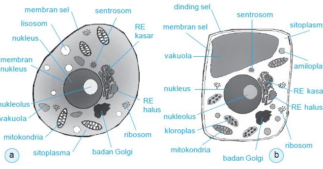 Pengertian, Struktur dan Fungsi Macam-macam Organel Sel Beserta Contoh ...