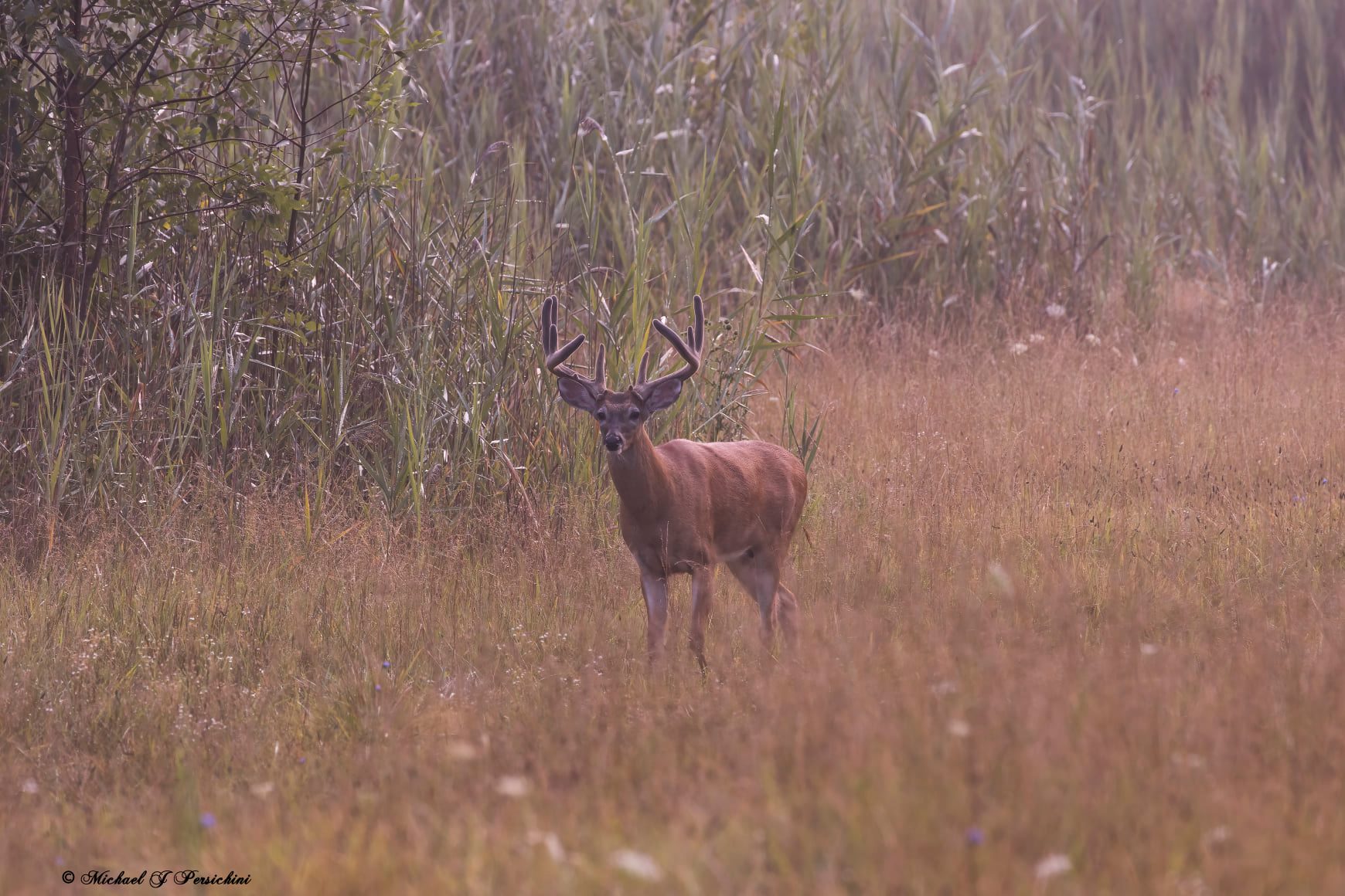Marian's Hunting Stories, etc., etc., etc...: Mike's Deer Photography ...