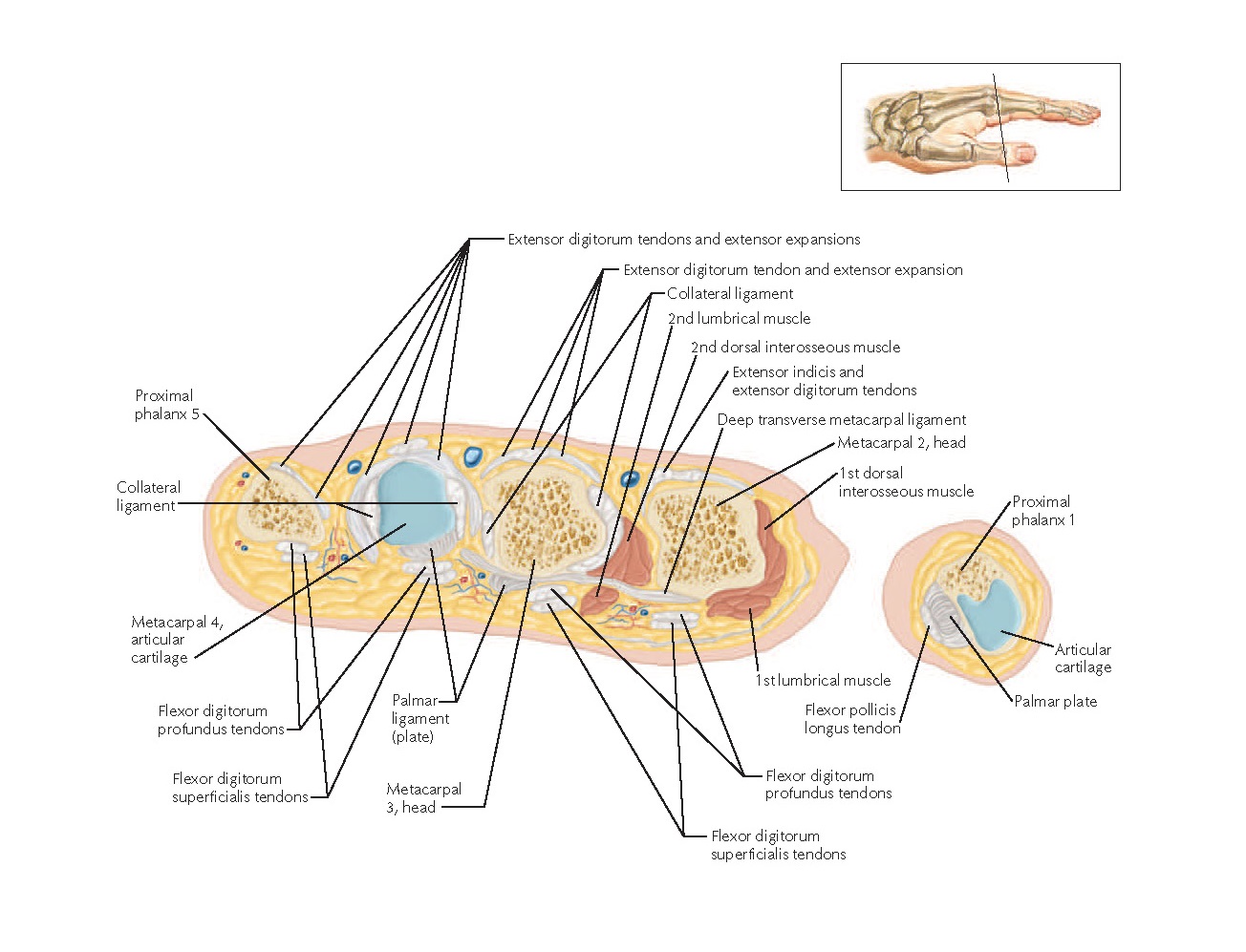 Cross Section of Hand: Axial View Anatomy - pediagenosis