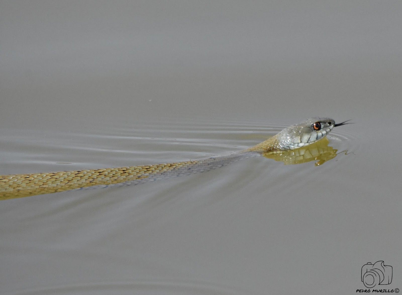 Las excursiones de Murillo "murillonature": Culebra de collar ...