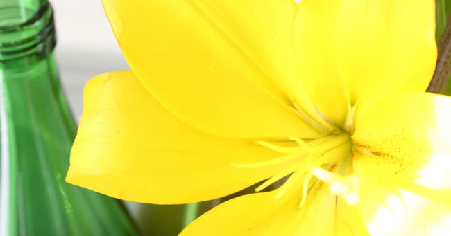 Beautiful Flowers on a Cold Winter Day - Remodelando la Casa