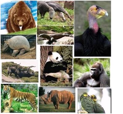 Los Animales mas lindos de Tacna